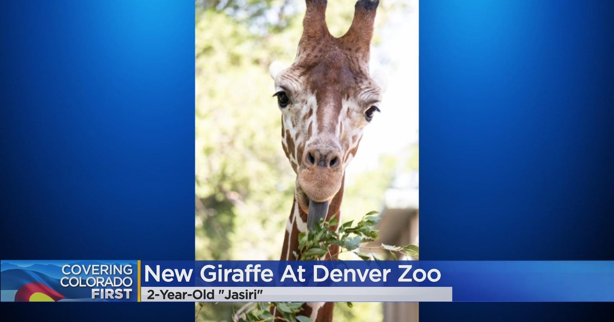 Welcome Jasiri, the new giraffe at the Denver Zoo - CBS Colorado