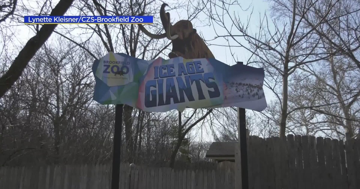 Brookfield Zoo hosts Ice Age Giants exhibit Sunday - CBS Chicago