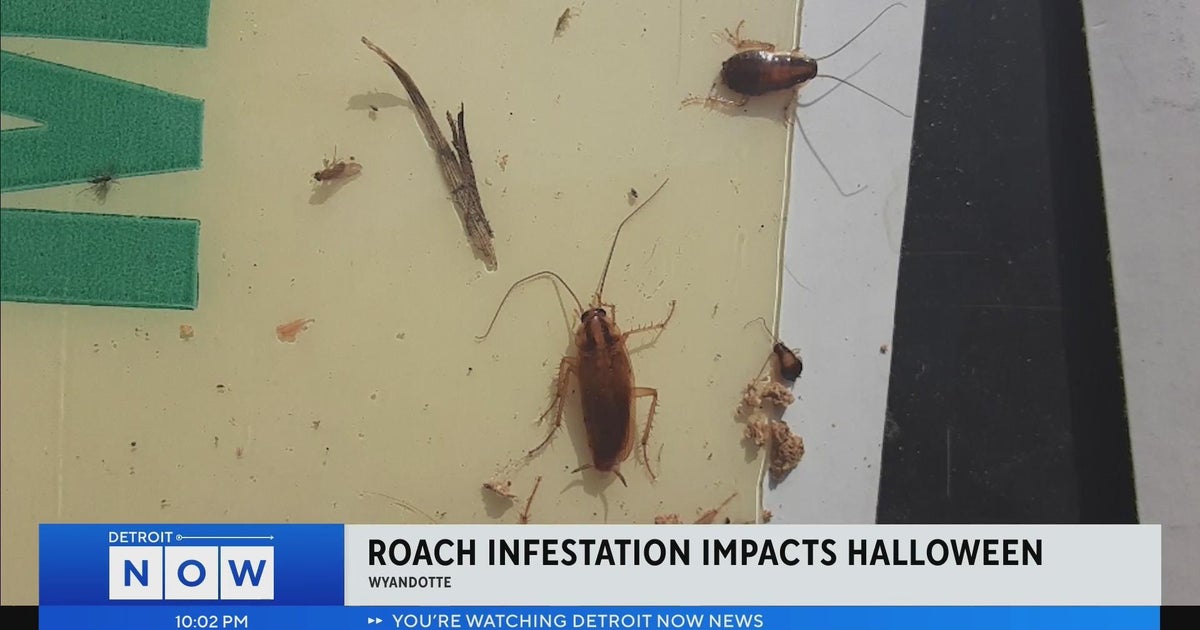 Roach infestation impacts Halloween in Wyandotte - CBS Detroit