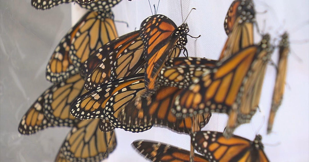 Monarch butterflies have special connection to Dia de Los Muertos - CBS ...