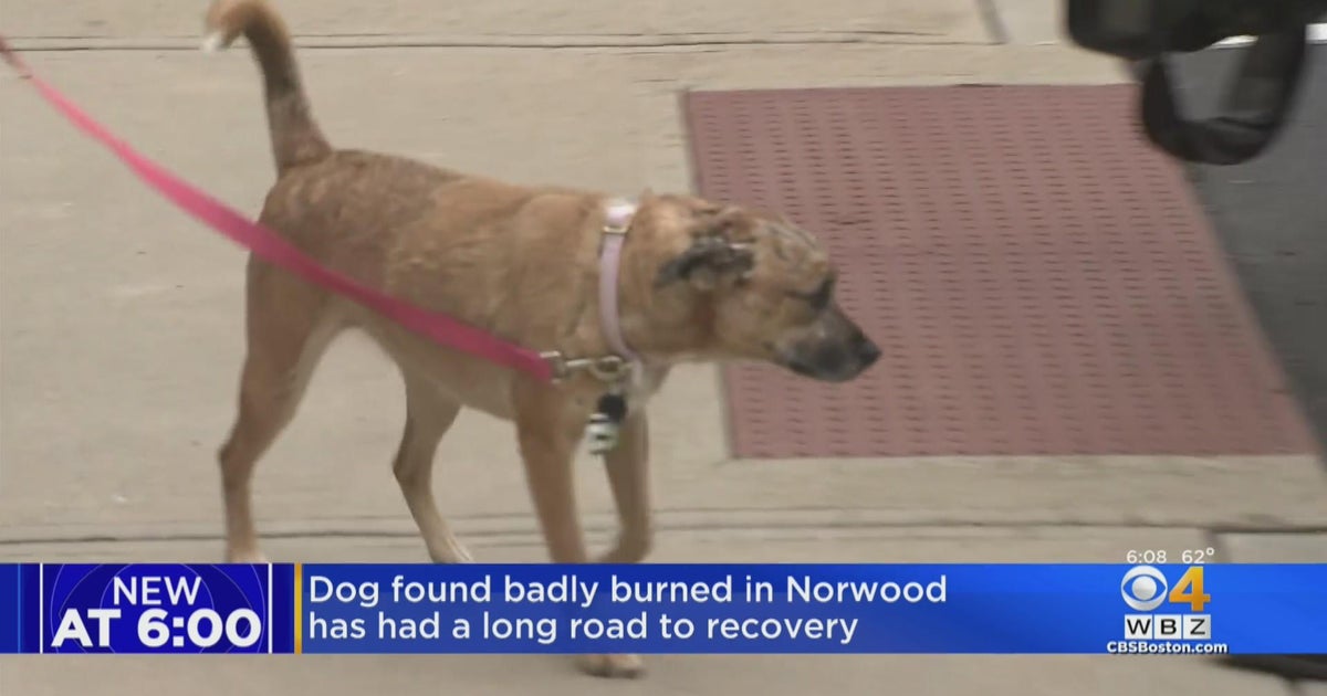 Badly burned dog found in Norwood on long road to recovery - CBS Boston