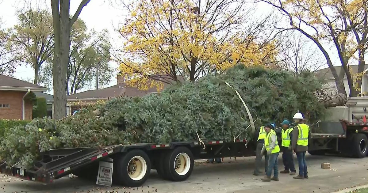 Chicago's official Christmas tree cut down in Morton Grove - CBS Chicago