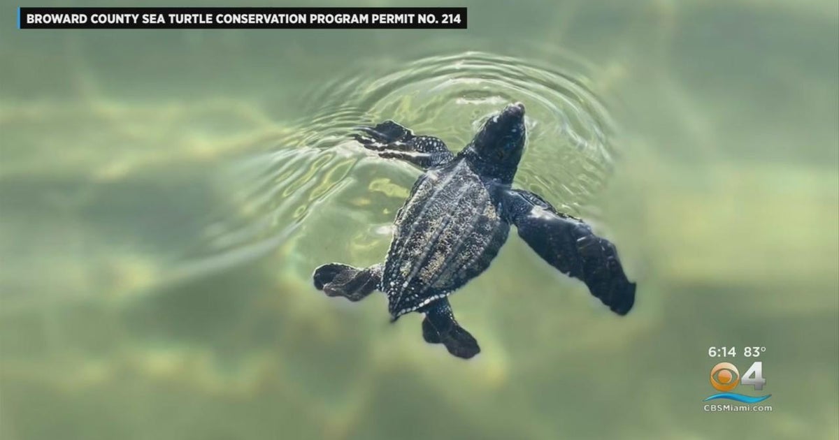 Experts say sea turtle season "did not go too well" - CBS Miami
