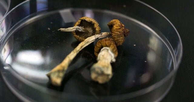 Colorado set to vote on decriminalization of psychedelic mushrooms ...