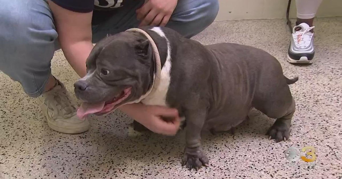 CBS3 Pet Project: How your dog learns their home territory - CBS ...