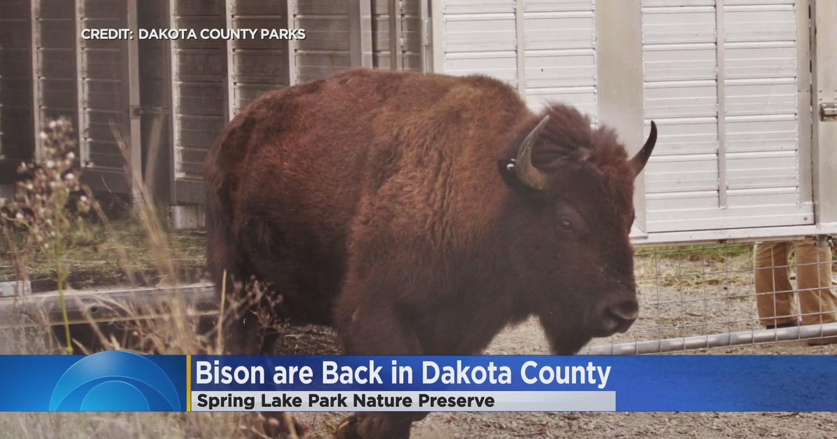 Bison return to prairie at Dakota County's Spring Lake Park Reserve ...