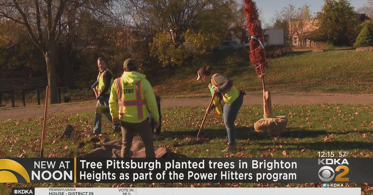 Tree Pittsburgh plants trees in Brighton Heights - CBS Pittsburgh