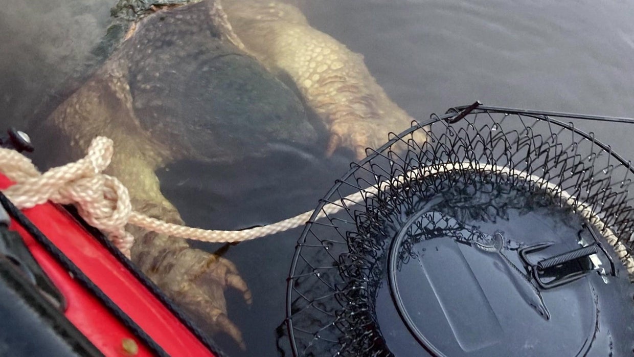Twin Cities mom snaps pics of massive snapping turtle...before it could ...