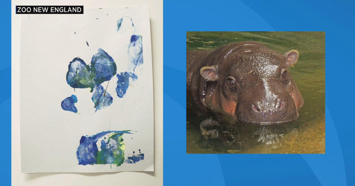 Zoo New England auctioning off art made by animals - CBS Boston