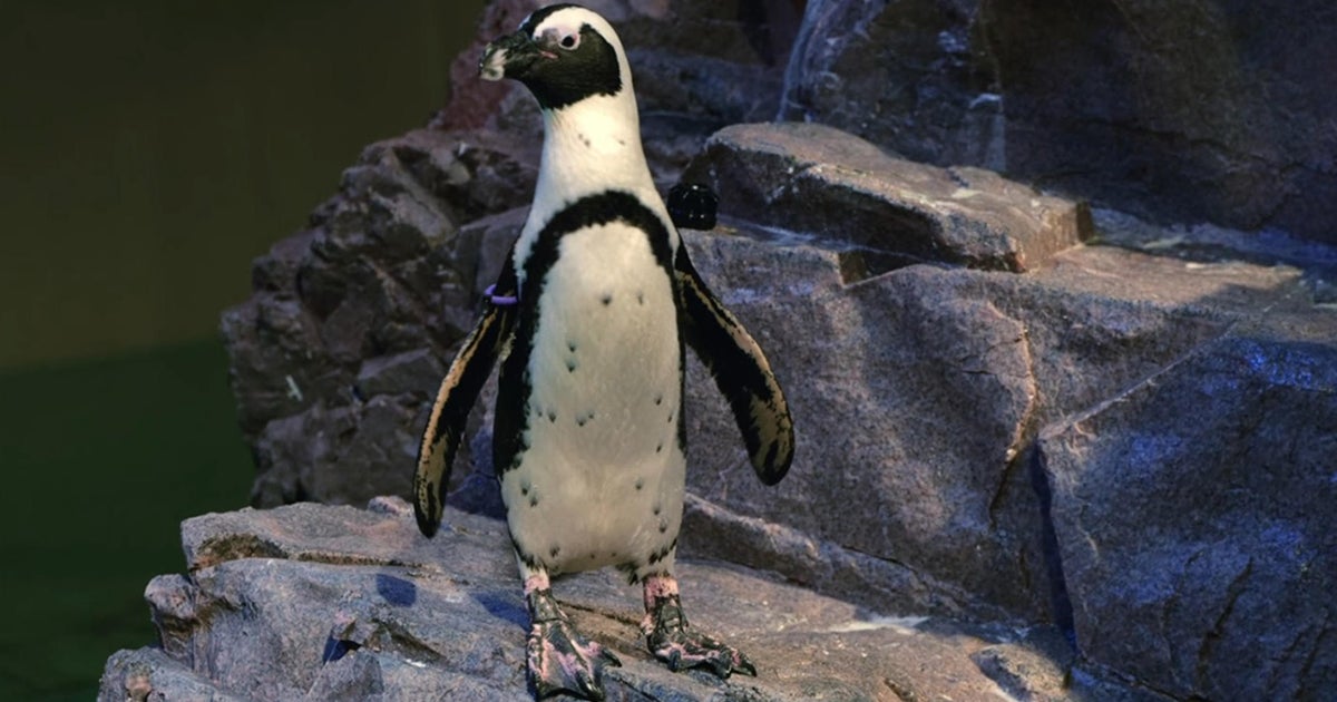 Geriatric penguin at New England Aquarium turns 30, doubling typical ...