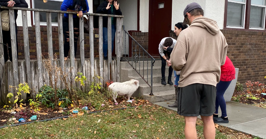 Pet pig goes rogue, wanders St. Paul neighborhood - CBS Minnesota