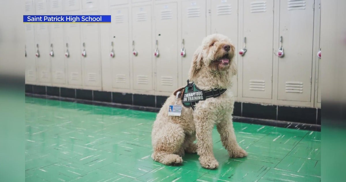 Saint Patrick High School celebrates birthday of Patrick the therapy ...