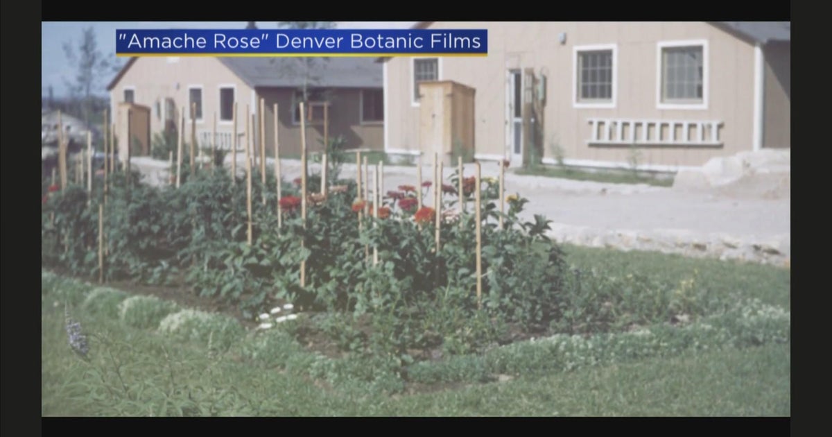 "Amache Rose" brings dark Colorado history into the light - CBS Colorado