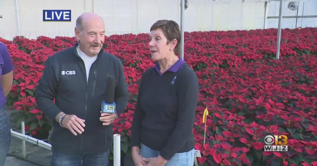 Where's Marty? At Bell Nursey where poinsettia's are in bloom - CBS ...