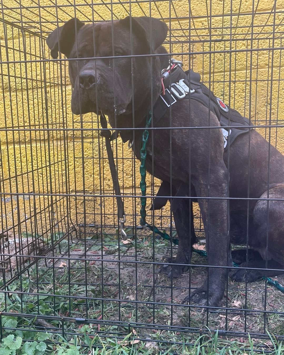 Detroit Dog Rescue seeks owner after dog found with army patches - CBS ...
