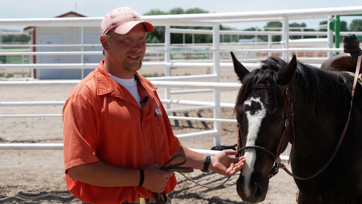 The Wyoming Honor Farm: Where prisoners learn to train wild horses - 60 ...