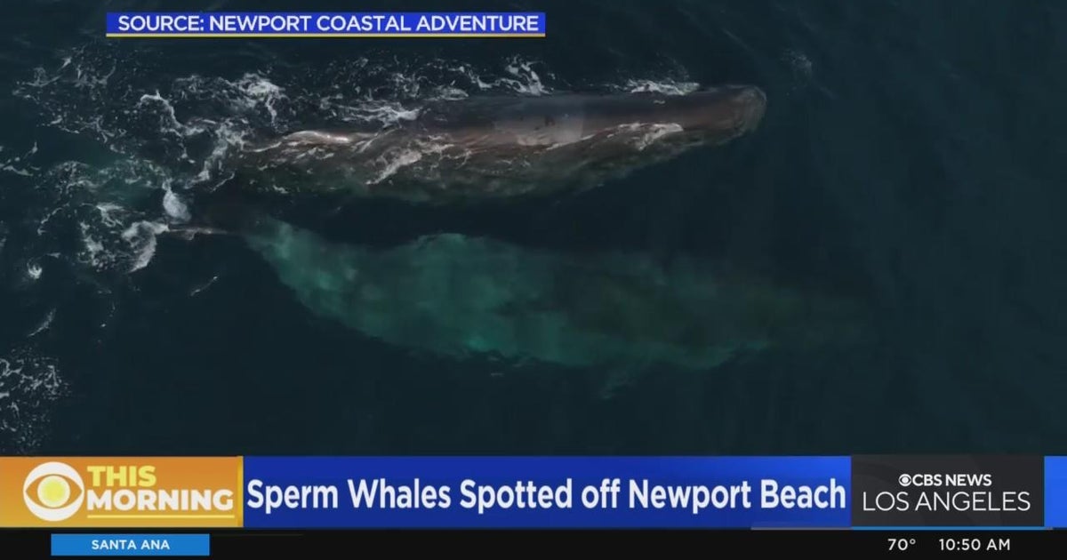 Boaters capture rare sperm whale sighting off SoCal coast - CBS Los Angeles