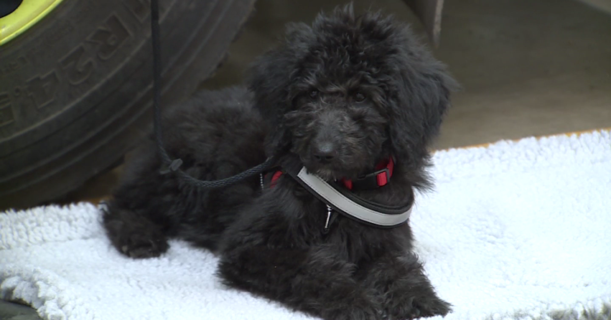 Meet Ash, a Bernedoodle puppy and newest recruit at the Rescue Fire ...