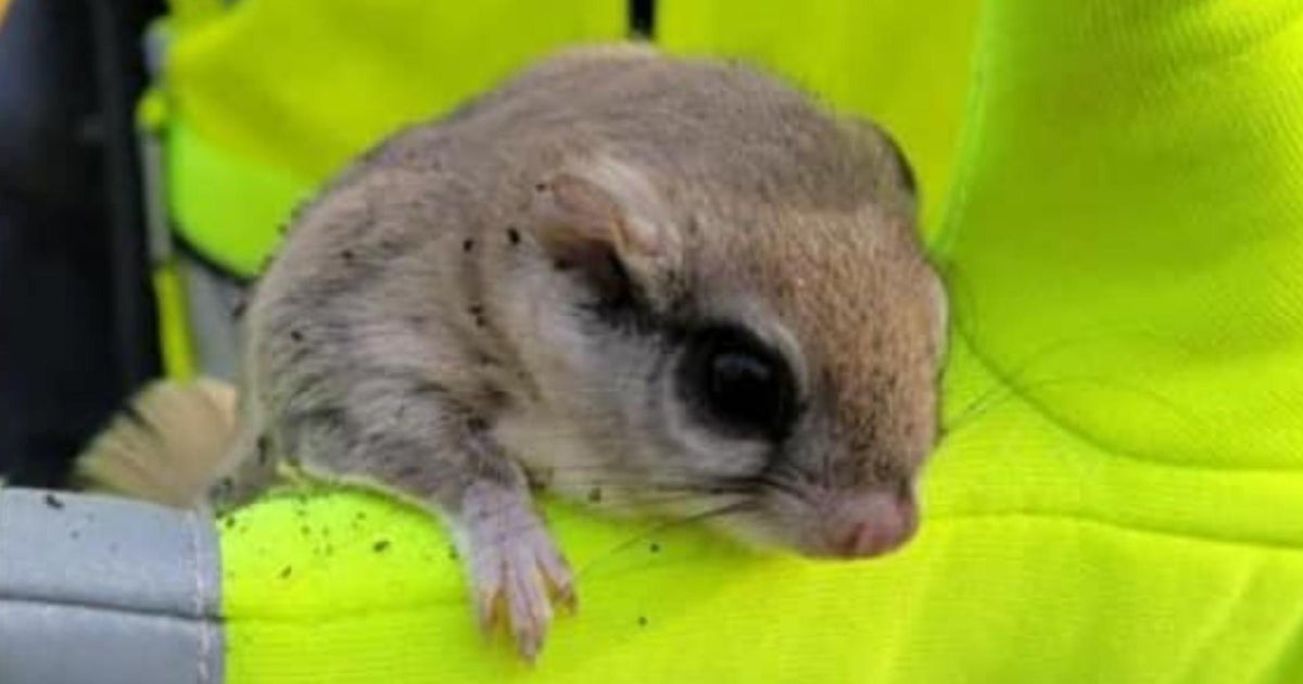 Plymouth police officer gets visit from flying squirrel while directing ...