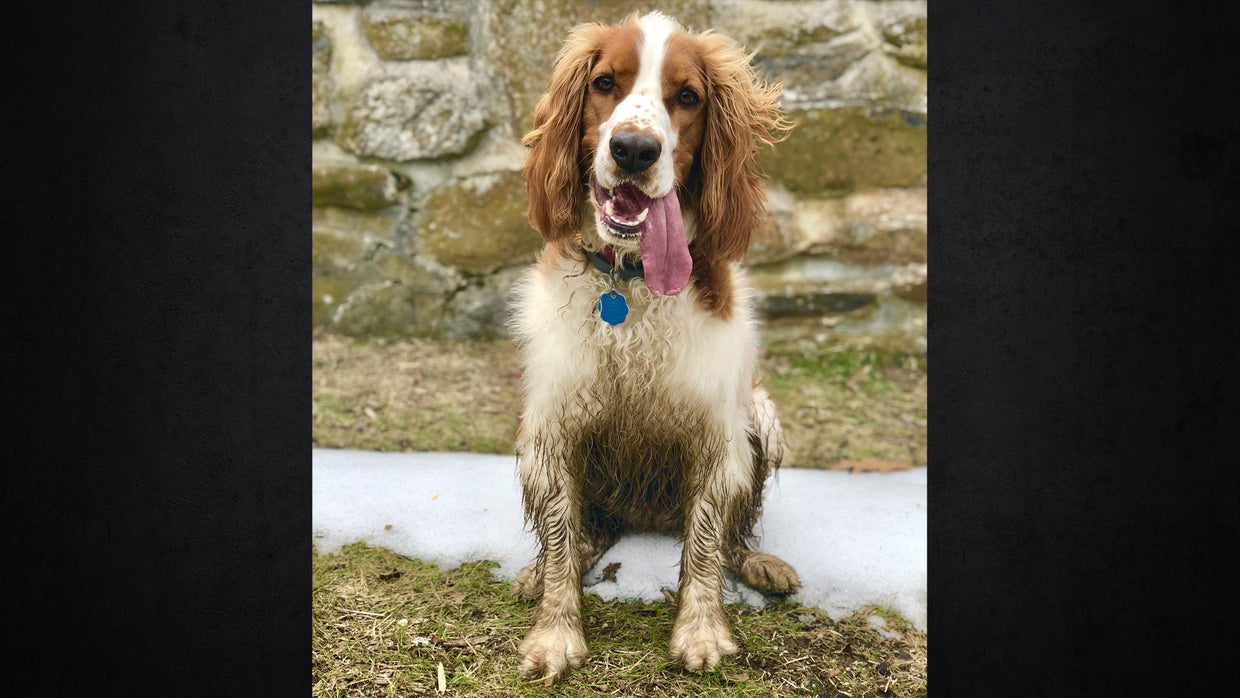 Anderson Cooper learns the science behind his dog's personality | 60 ...