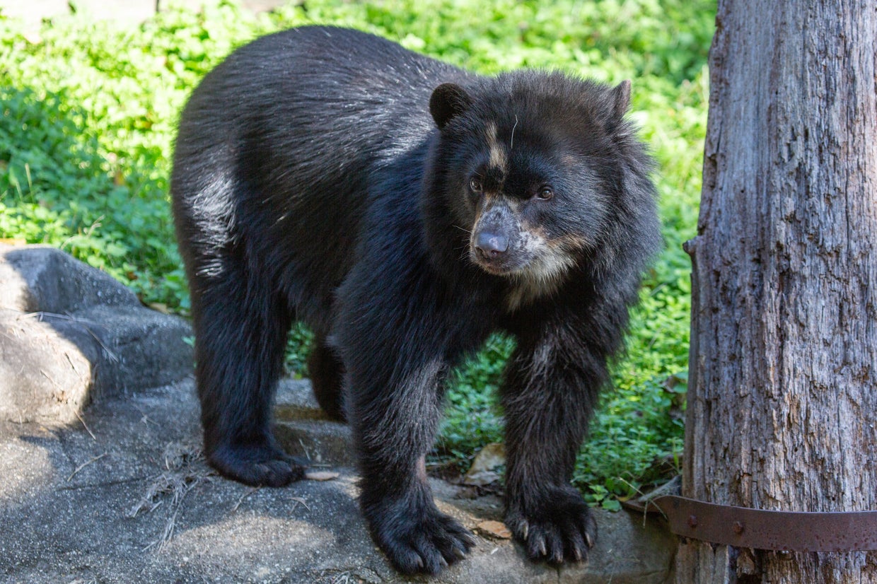 Rare species of bear gives birth to 2 cubs at Smithsonian's National ...