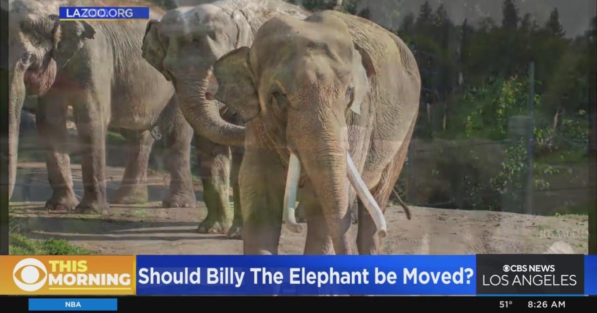 Billy the elephant - CBS Los Angeles