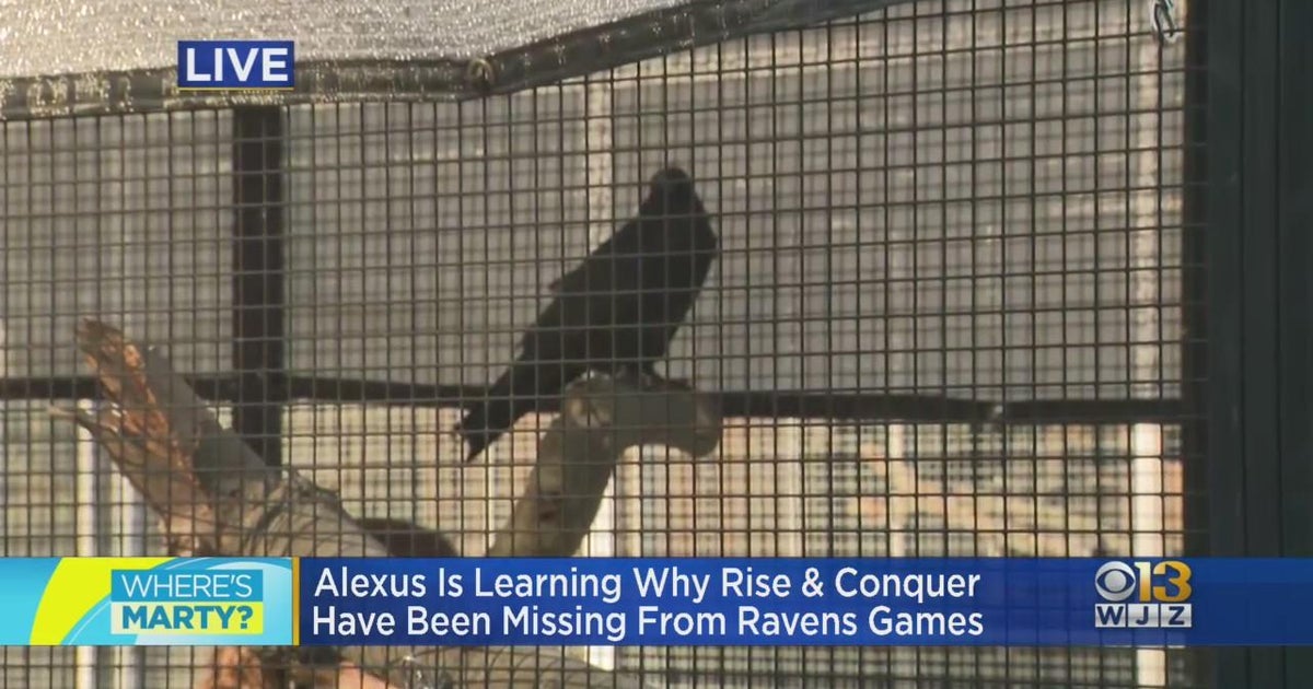 Where's Alexus? At the Maryland Zoo with two very important Ravens ...