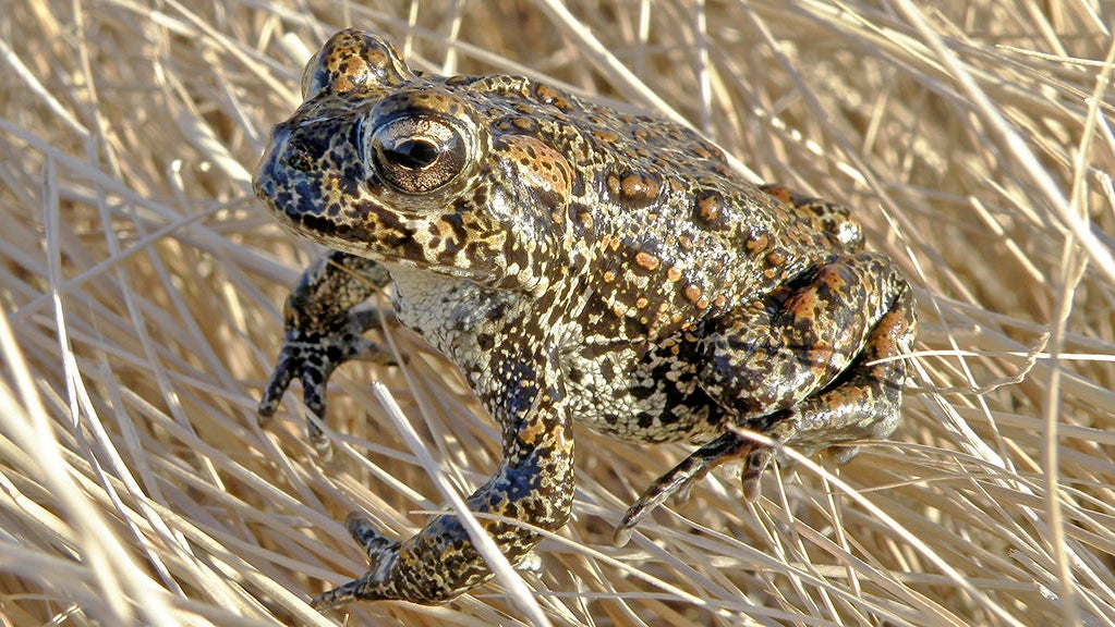 Nevada toad in geothermal power fight gains endangered status - CBS San ...