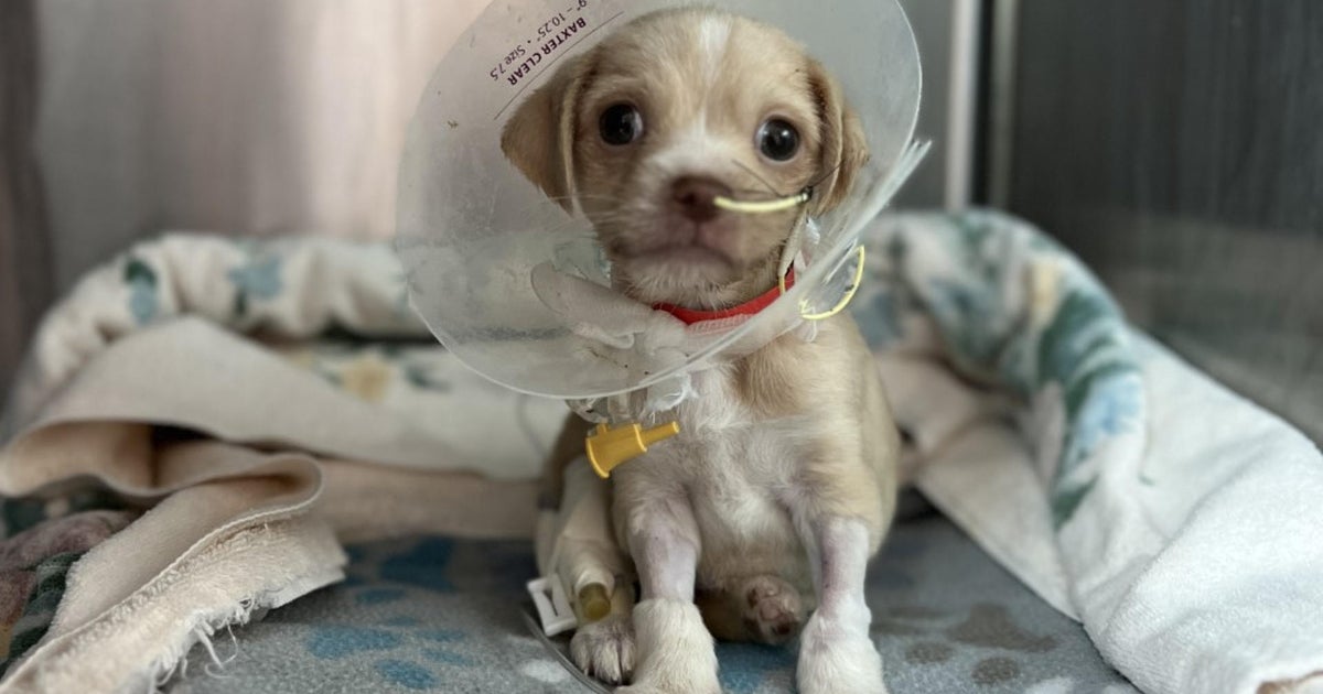 'Tuesday' the puppy on the mend after week of critical care at MSPCA ...