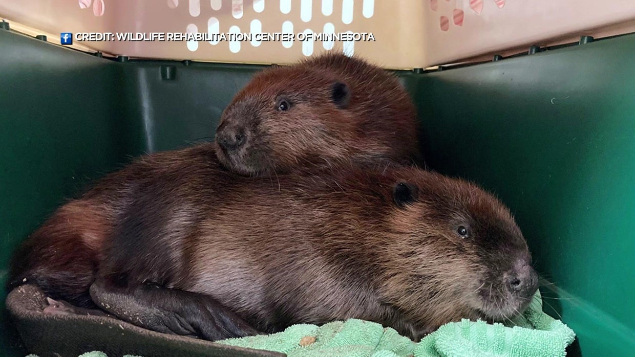 Wildlife Rehabilitation Center takes in 3 beavers in 1 day - CBS Minnesota