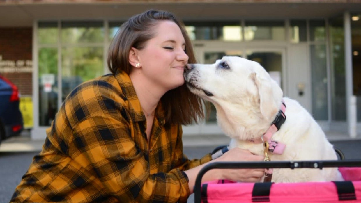 Dogs paving way for potential new cancer treatment for humans - CBS ...