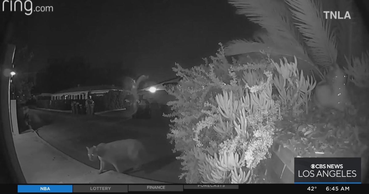 Hollywood Hills man, dog, come face to face with mountain lion - CBS ...