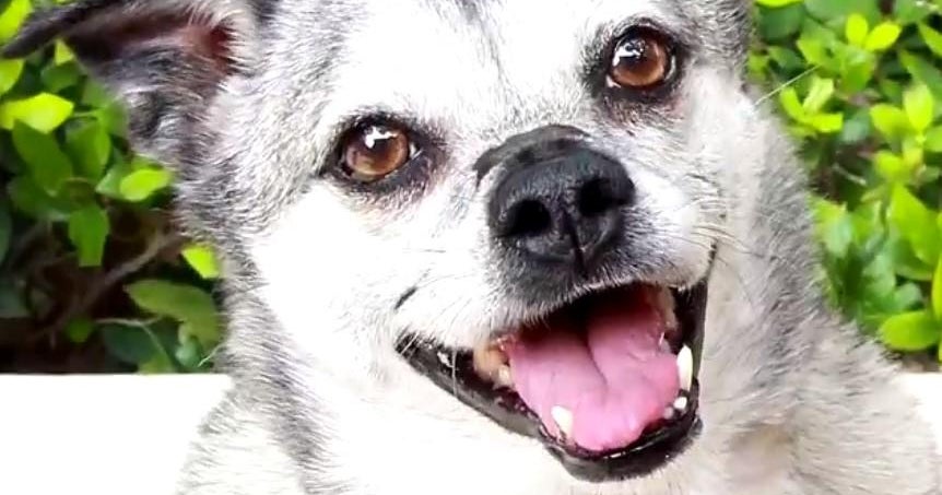 11 Days of Giving: Saving Hope Animal Rescue - CBS Texas