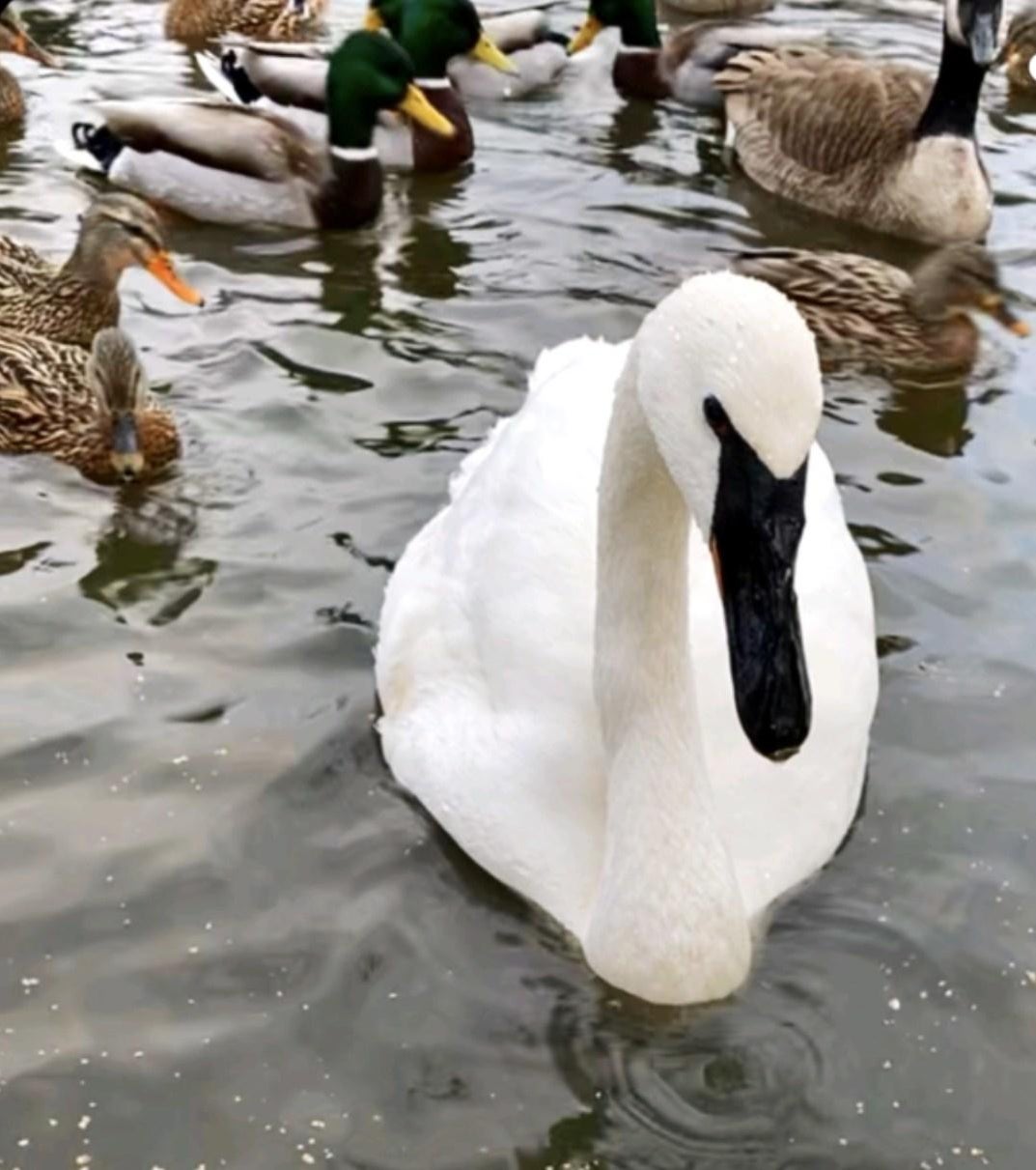 Trumpeter swan dies after 20 years at the Detroit Zoo - CBS Detroit