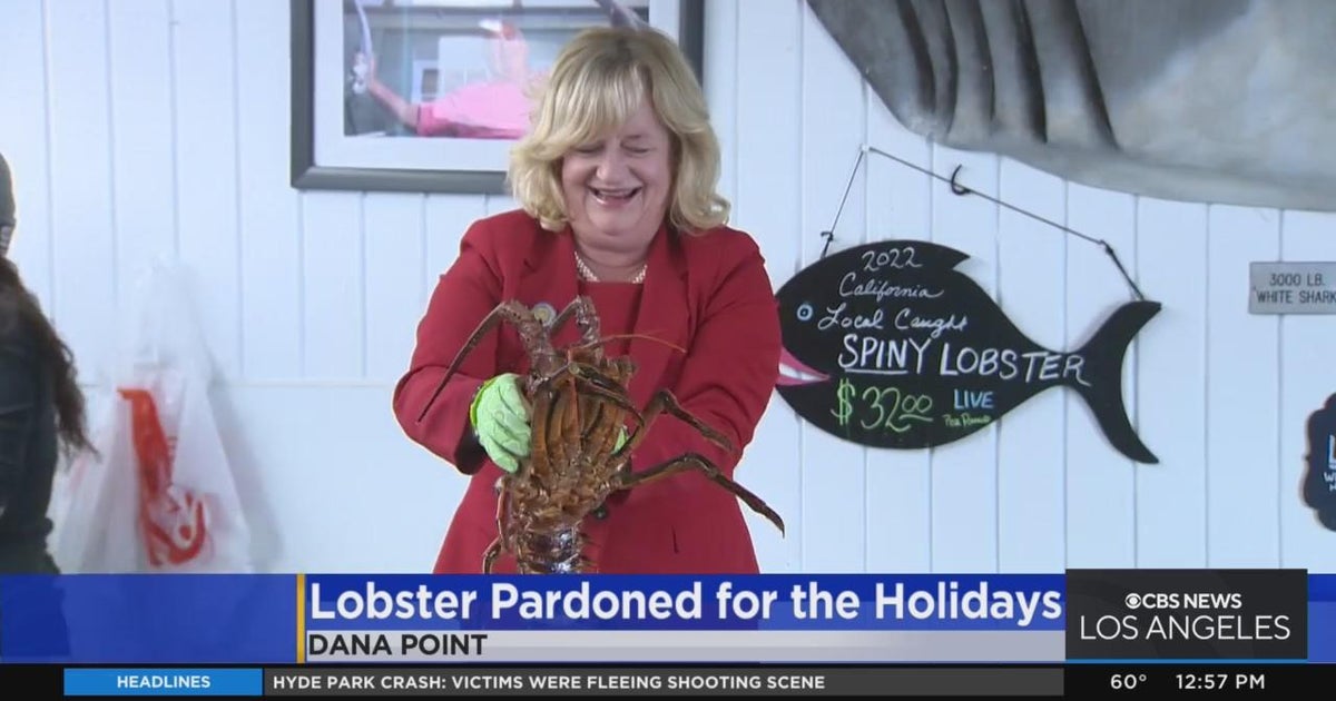 Orange County Supervisor Katrina Foley pardons a lobster - CBS Los Angeles