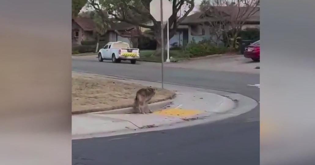 Human-coyote interactions increasing; what to do if you see a coyote ...