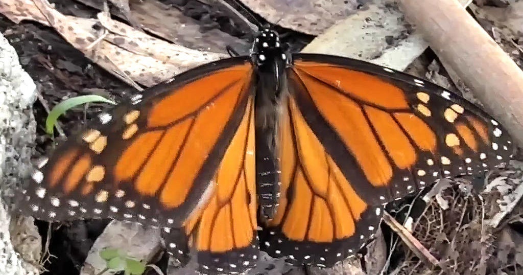 Video: Monarch butterfly numbers rebound along Monterey coast - CBS San ...