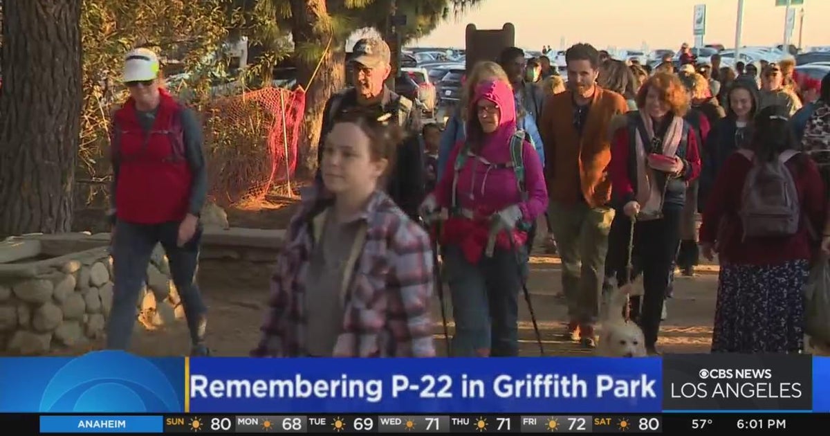 Angelenos gather in Griffith Park for P-22 memorial hike - CBS Los Angeles