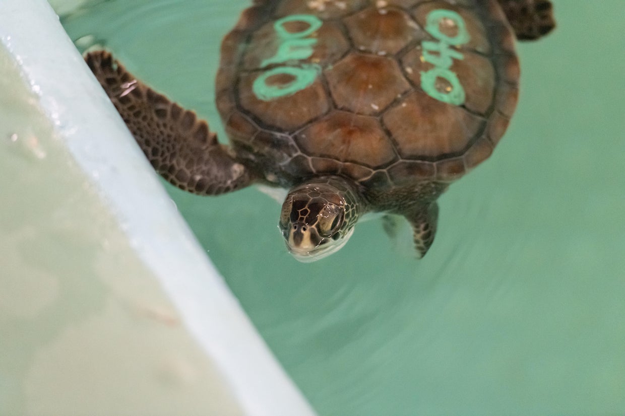 National Aquarium caring for 25 cold-stunned sea turtles from ...