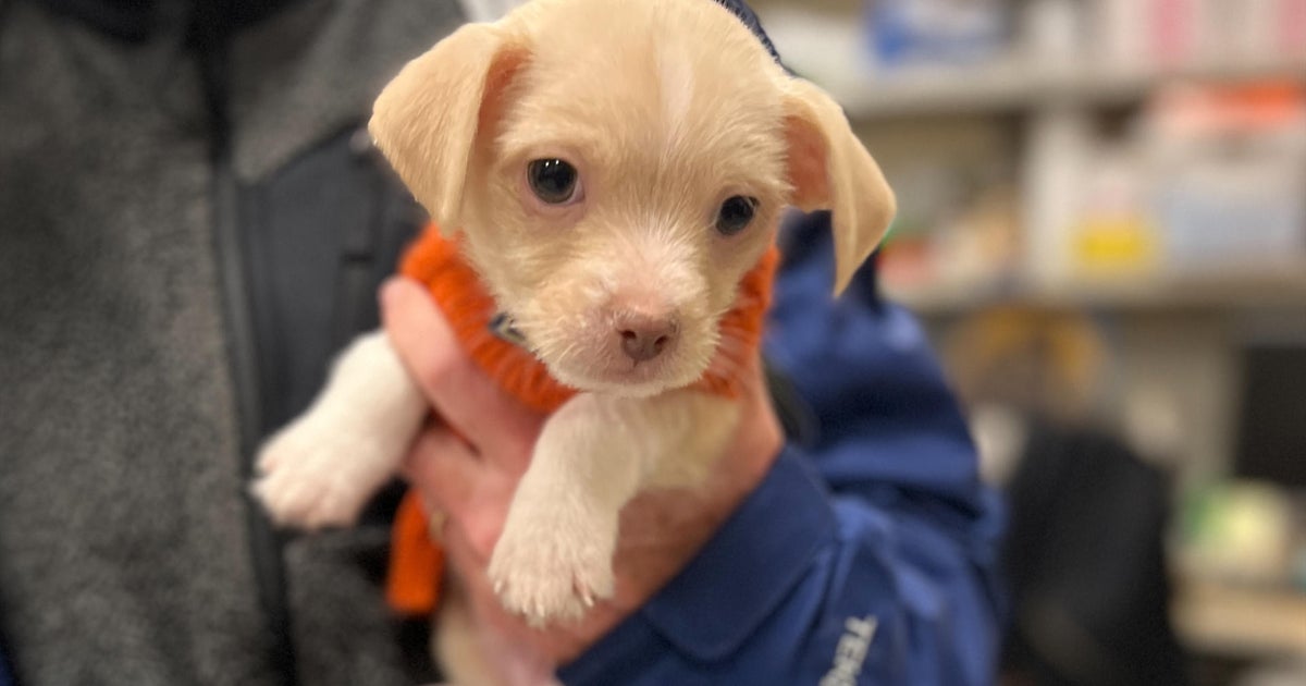 'Tuesday' the puppy is up for adoption, MSPCA says - CBS Boston