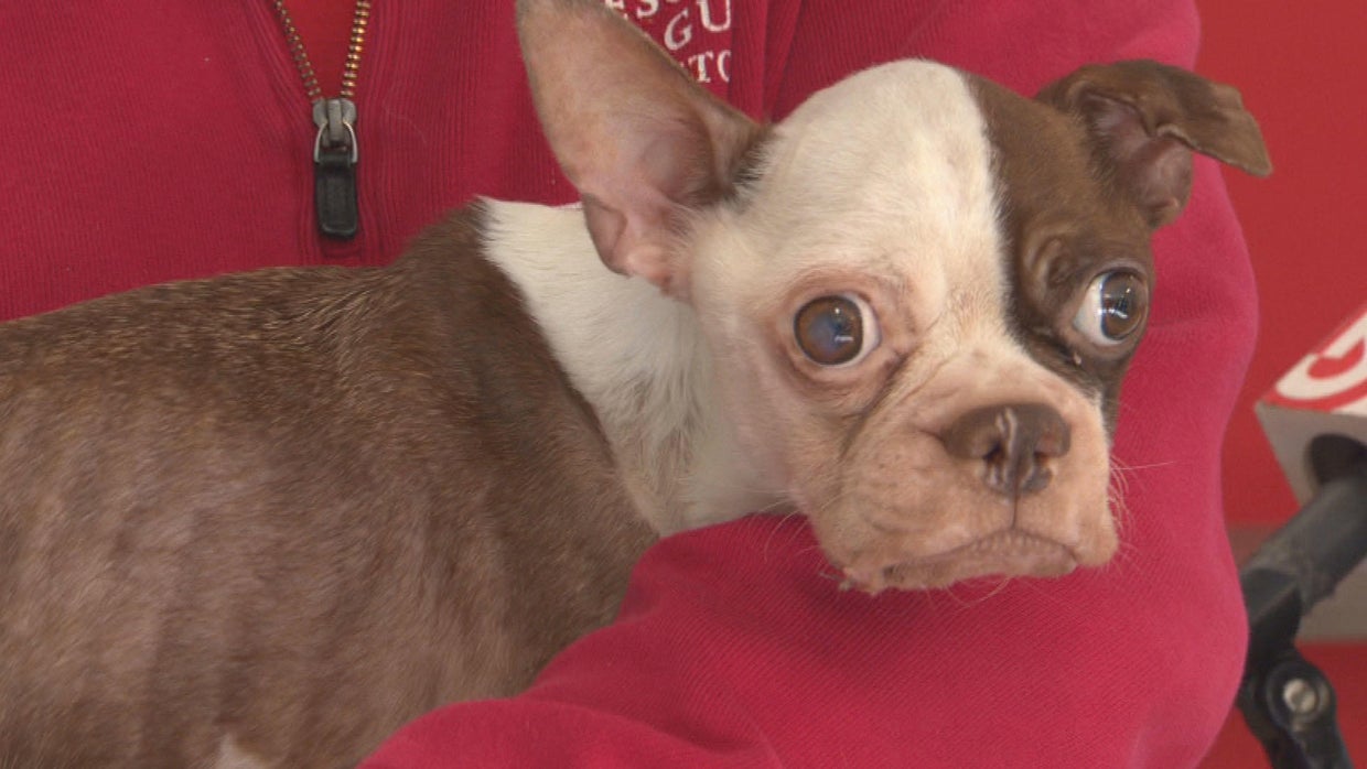 "Severe neglect": 18 malnourished dogs rescued from Malden home - CBS ...