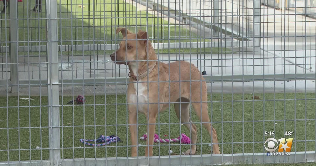 It's the law: Protecting your pets from extreme cold - CBS Texas