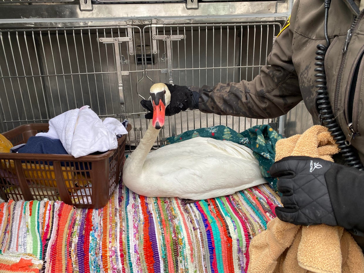 Injured swan stuck in frozen lake saved by Oakland County Sheriff's ...