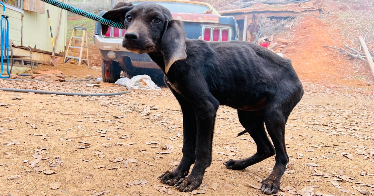 Malnourished animals, kids showing signs of neglect rescued from El ...