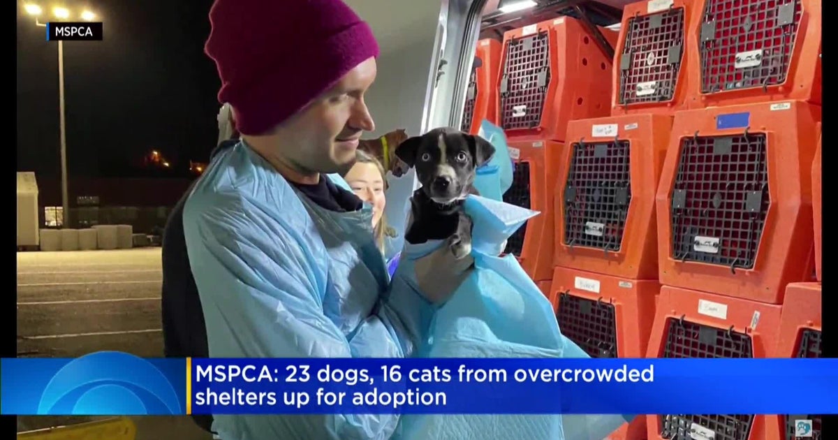 23 dogs, 16 cats from overcrowded shelters to be put up for adoption in ...