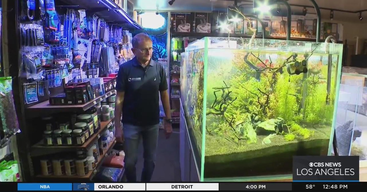 STEAM: Meet aquarium keeper Daniel Gilboa - CBS Los Angeles
