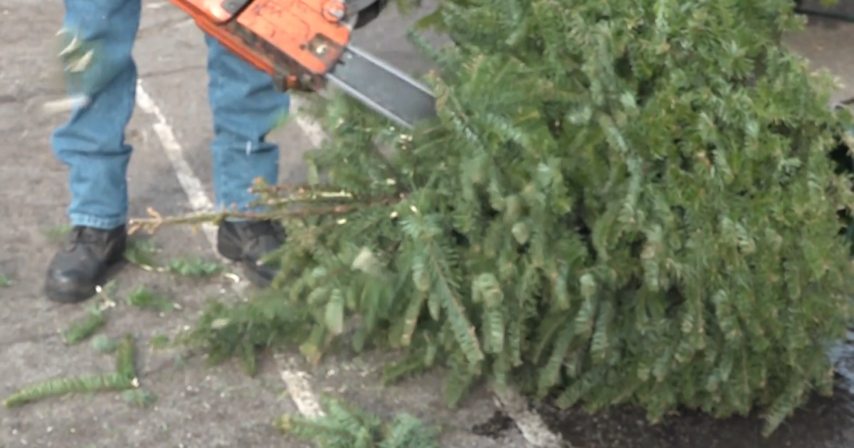 Best Christmas tree disposal tips - CBS Detroit Best Christmas tree disposal tips - CBS Detroit