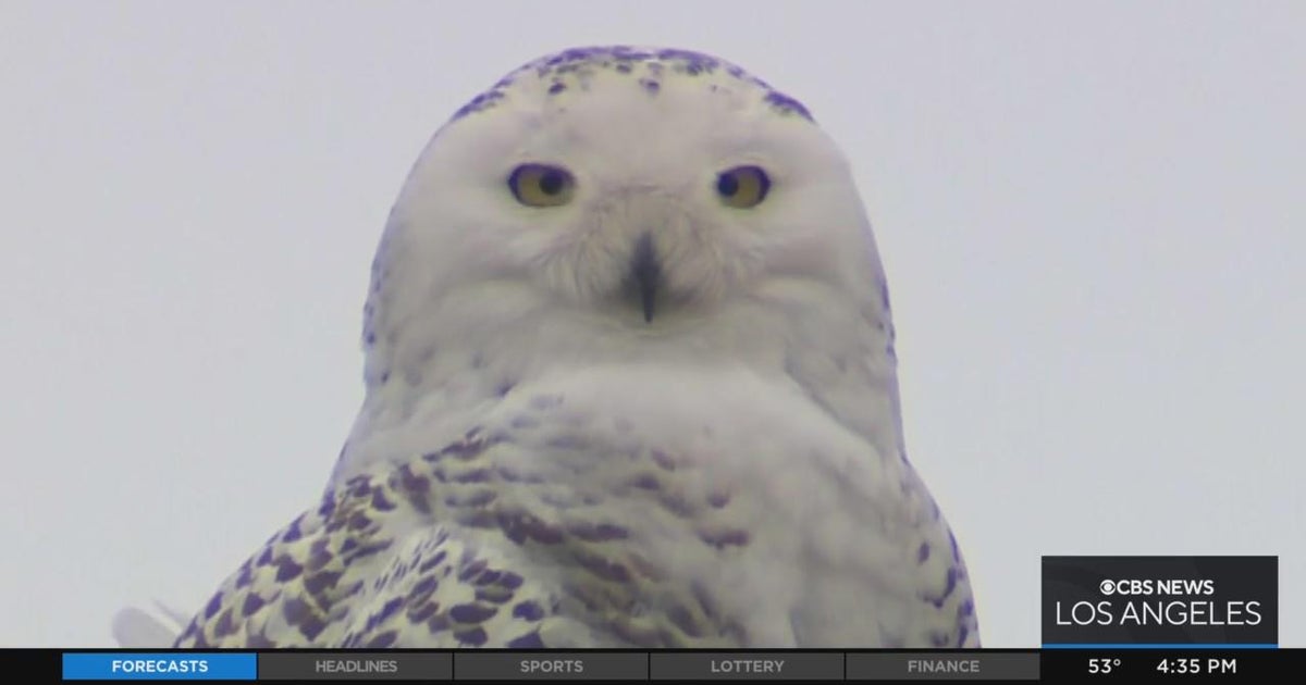 Crowd continues to grow as birders take rare opportunity to observe snowy owl in Cypress - CBS ...
