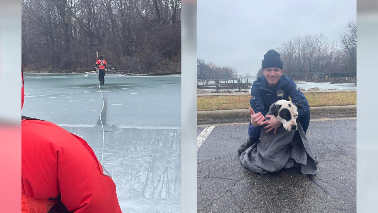 Coast Guard rescues dog from Detroit River - CBS Detroit Coast Guard rescues dog from Detroit River - CBS Detroit