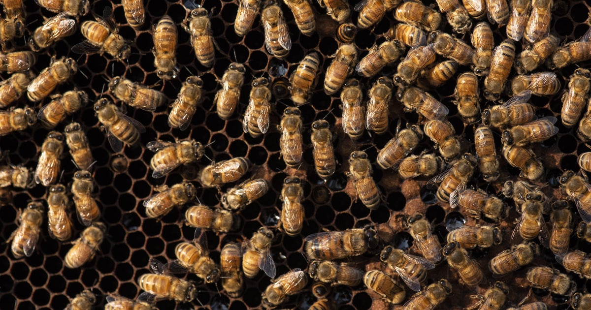 New Jersey "Bee Girl" Kaitlyn Culbert honored with Environmental ...